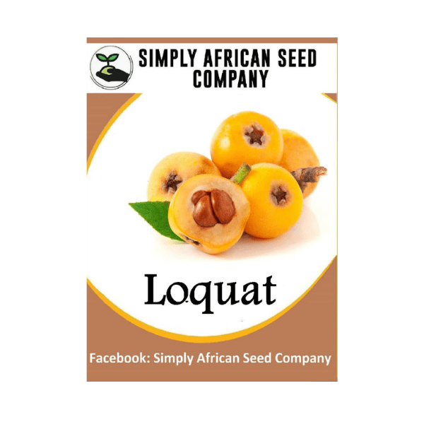 Loquat Seeds – Kisten Herbals
